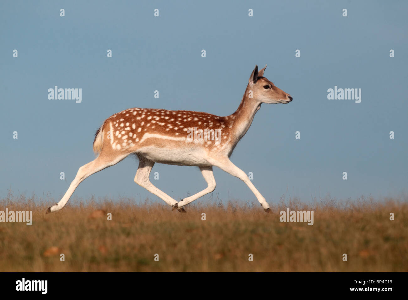 Running deer hi-res stock photography and images - Alamy
