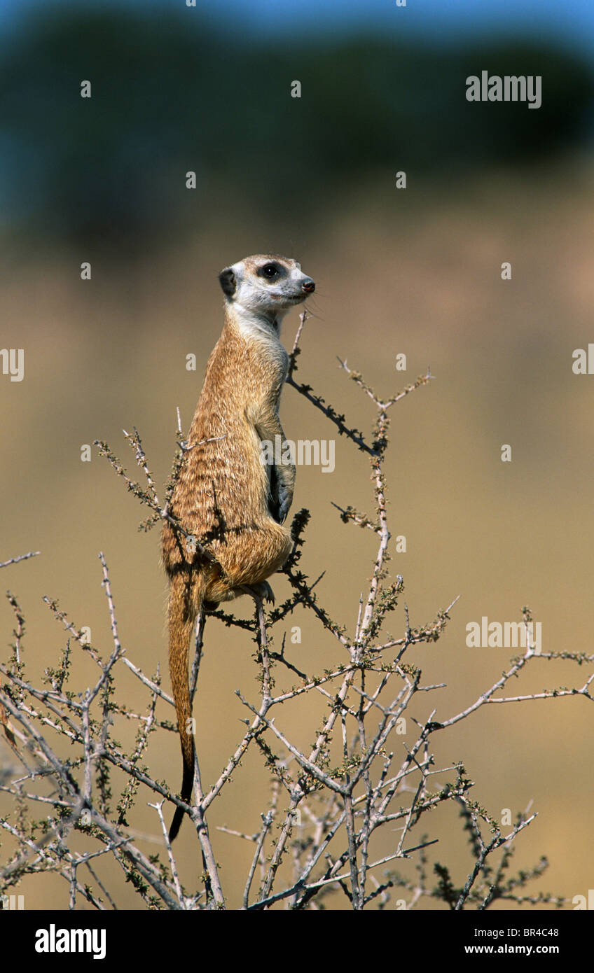 Mongoose families hi-res stock photography and images - Alamy