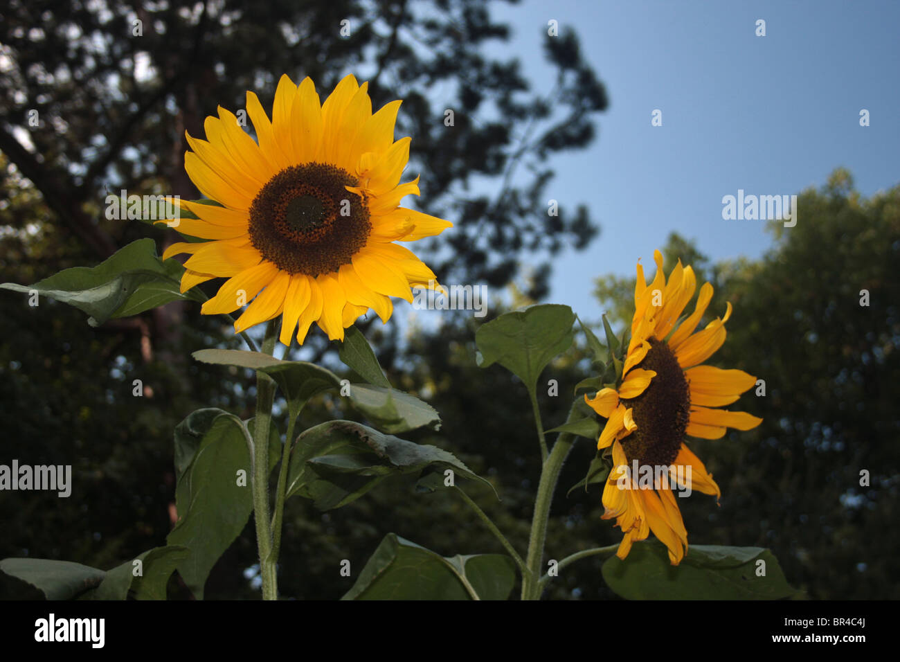 large sunflower shot outdoors against a blue sky Stock Photo - Alamy