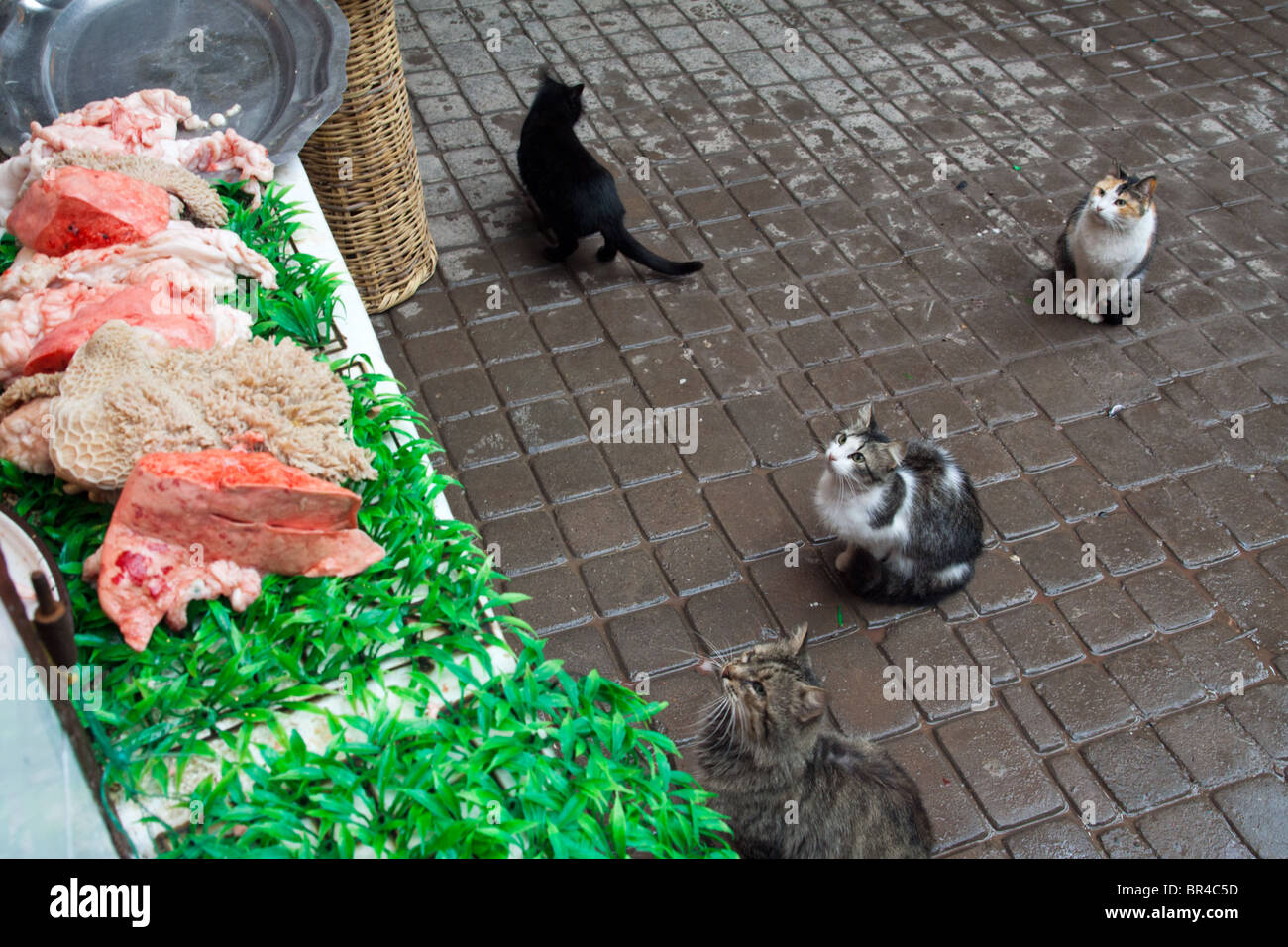 Cat meat hi-res stock photography and images - Alamy