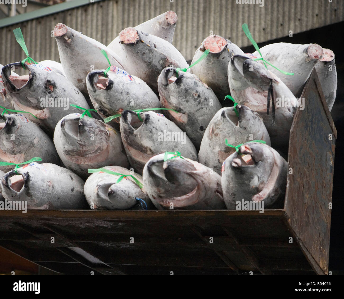 Frozen tuna at the Tsukiji Fish Market, Japan, Tokyo Stock Photo - Alamy