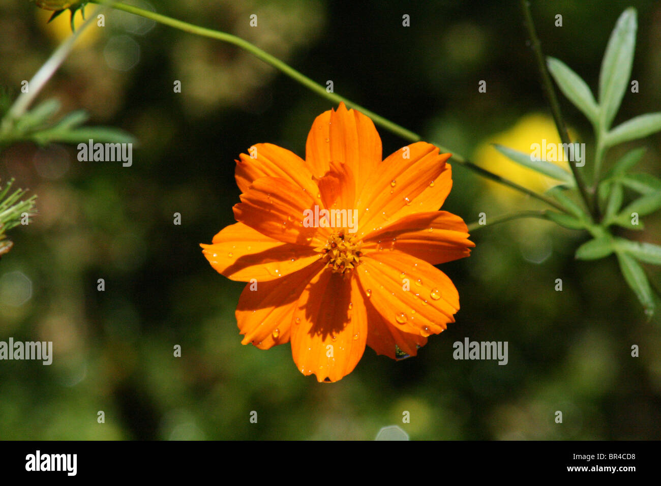A cosmos flower of stunning orange opens up after a morning sunshower ...