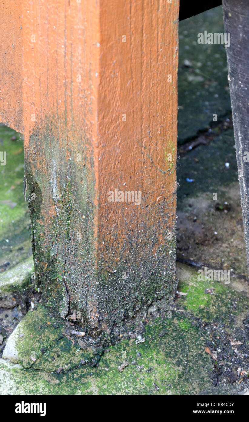 Rotten Rotting High Resolution Stock Photography and Images - Alamy
