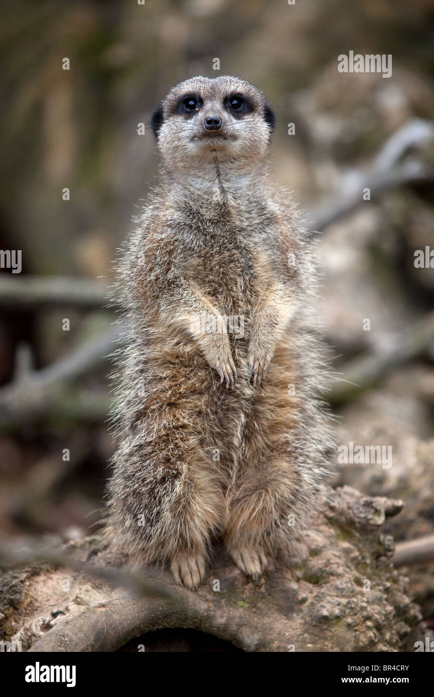 A solitary Meerkat standing on a log Stock Photo - Alamy