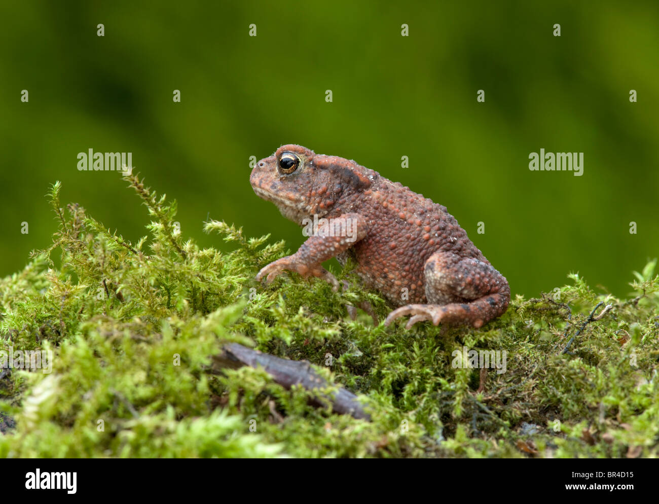 Toad on moss hi-res stock photography and images - Alamy