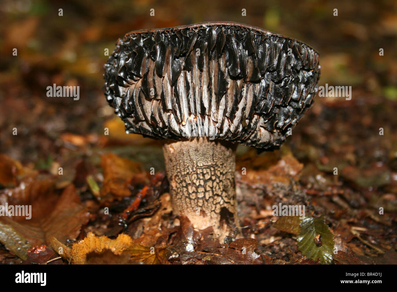 Blackening Brittlegill Russula nigricans Stock Photo - Alamy