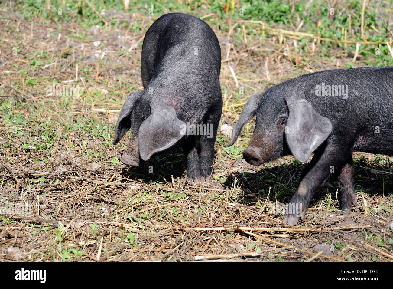 Large black pig hi-res stock photography and images - Alamy