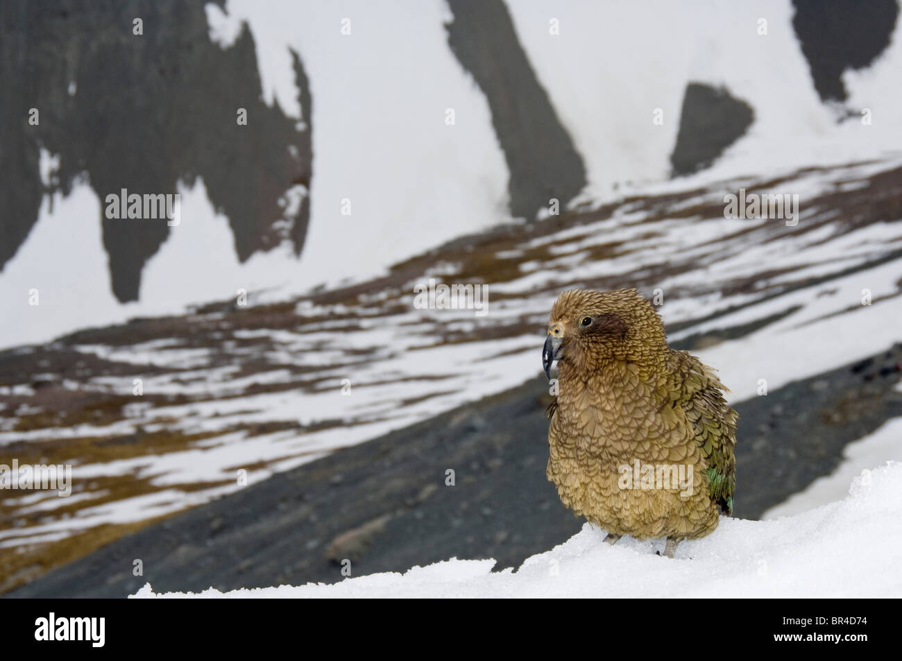 New Zealand, South Island, Arrowsmith Range. Kea (Nestor notabilis ...