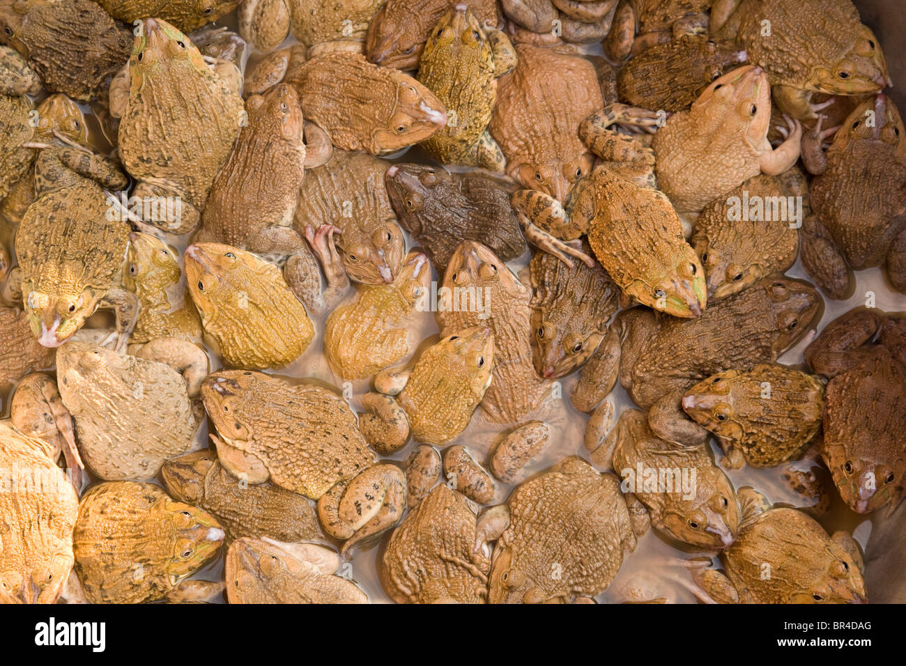 Pile of frogs hi-res stock photography and images - Alamy