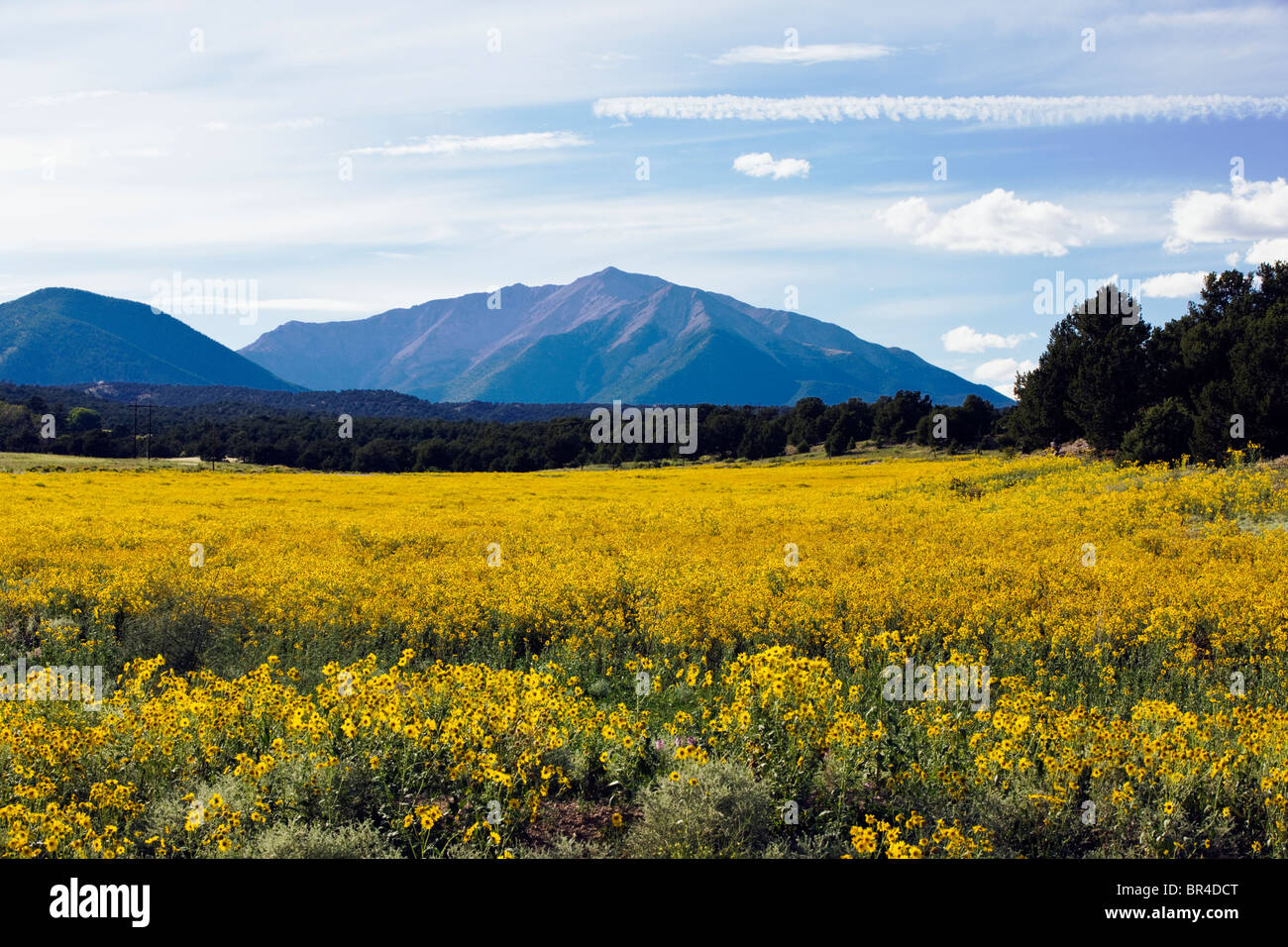 Ranch pasture full of wild sunflowers along the Collegiate Peaks Range ...