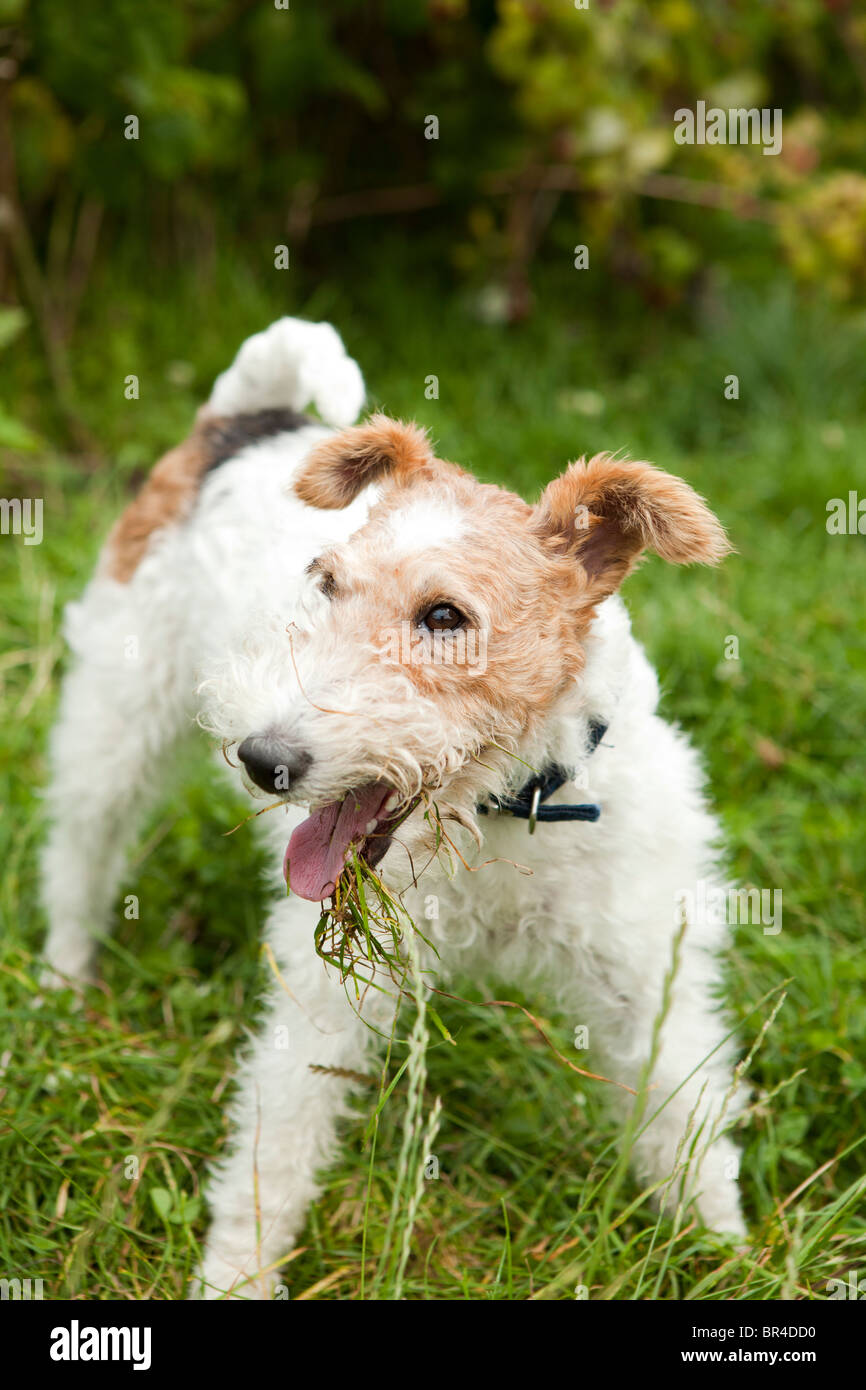 Wire Haired Fox Terrier Stock Photo - Alamy