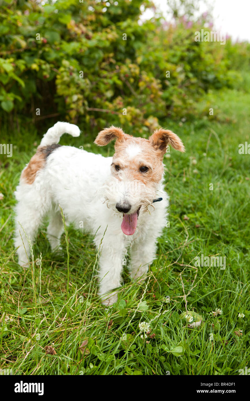 Black wire haired dog hi-res stock photography and images - Alamy