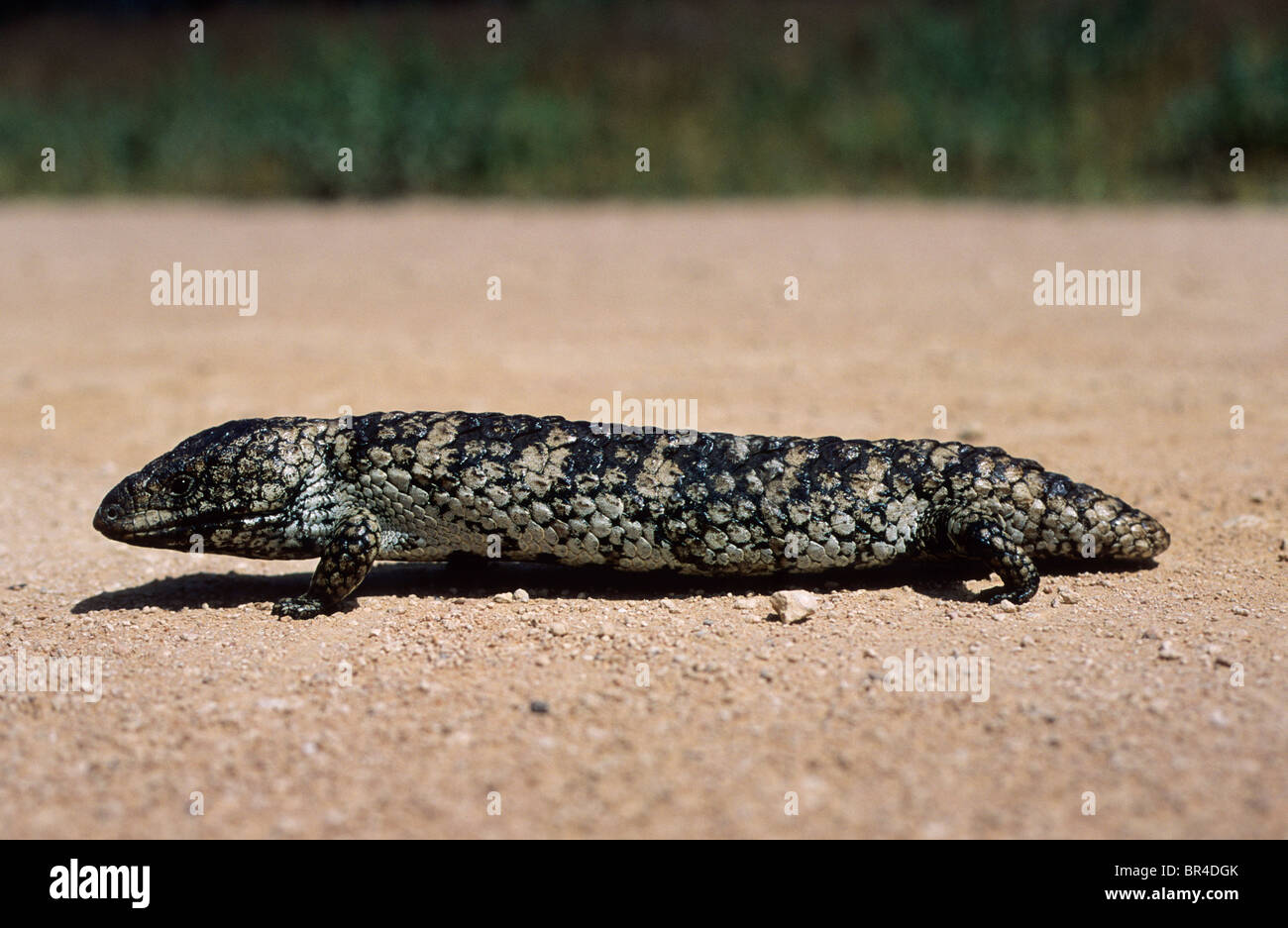 Shingleback Lizard, Tiliqua rugosa, Australia Stock Photo - Alamy