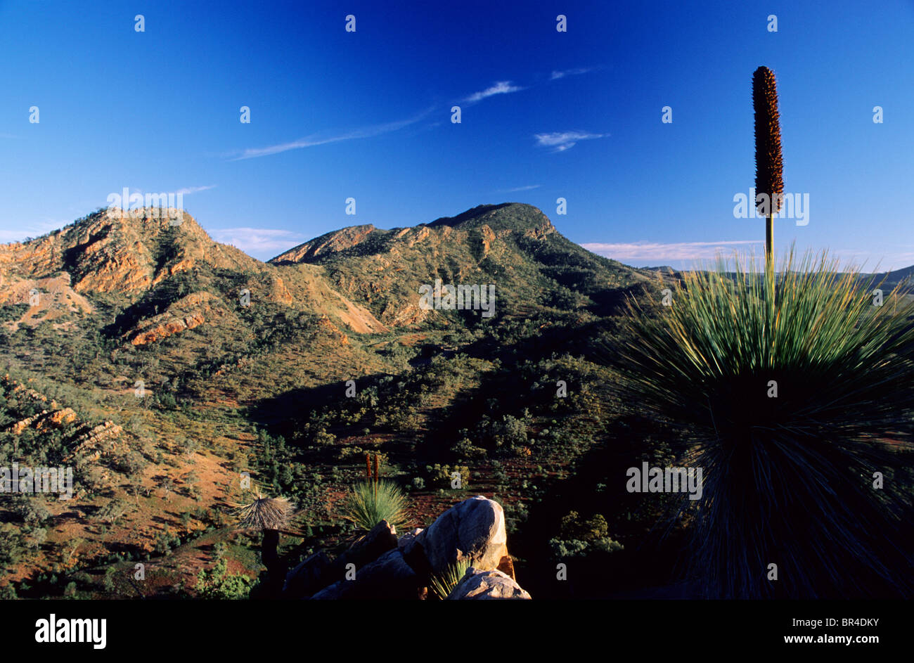 Grass tree & Brachina Gorge, Flinders Ranges, South Australia Stock ...