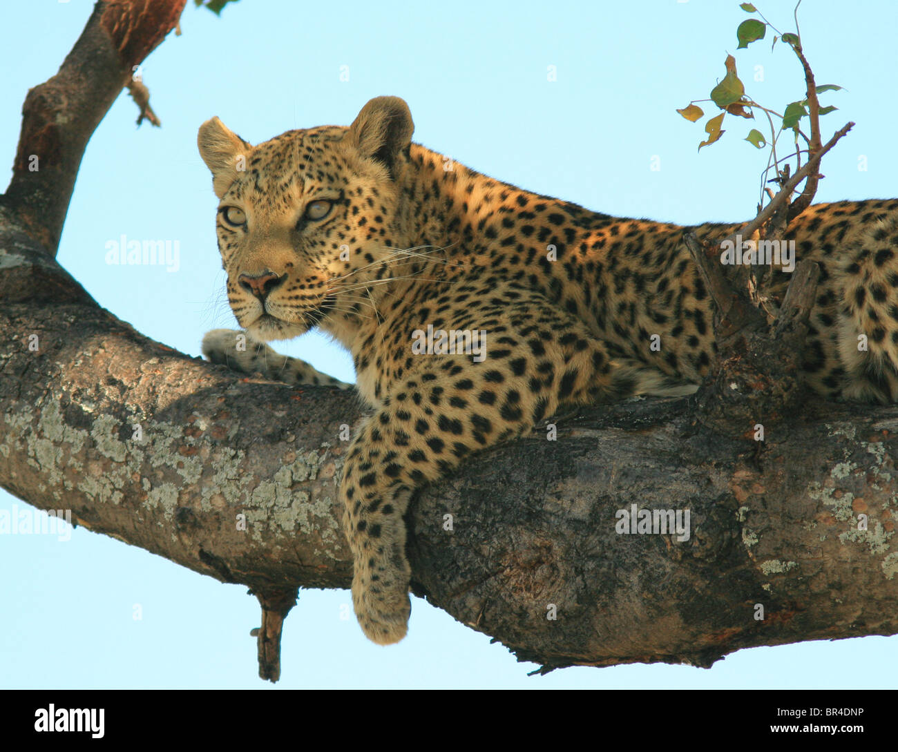 Trophy hunt leopard hi-res stock photography and images - Alamy