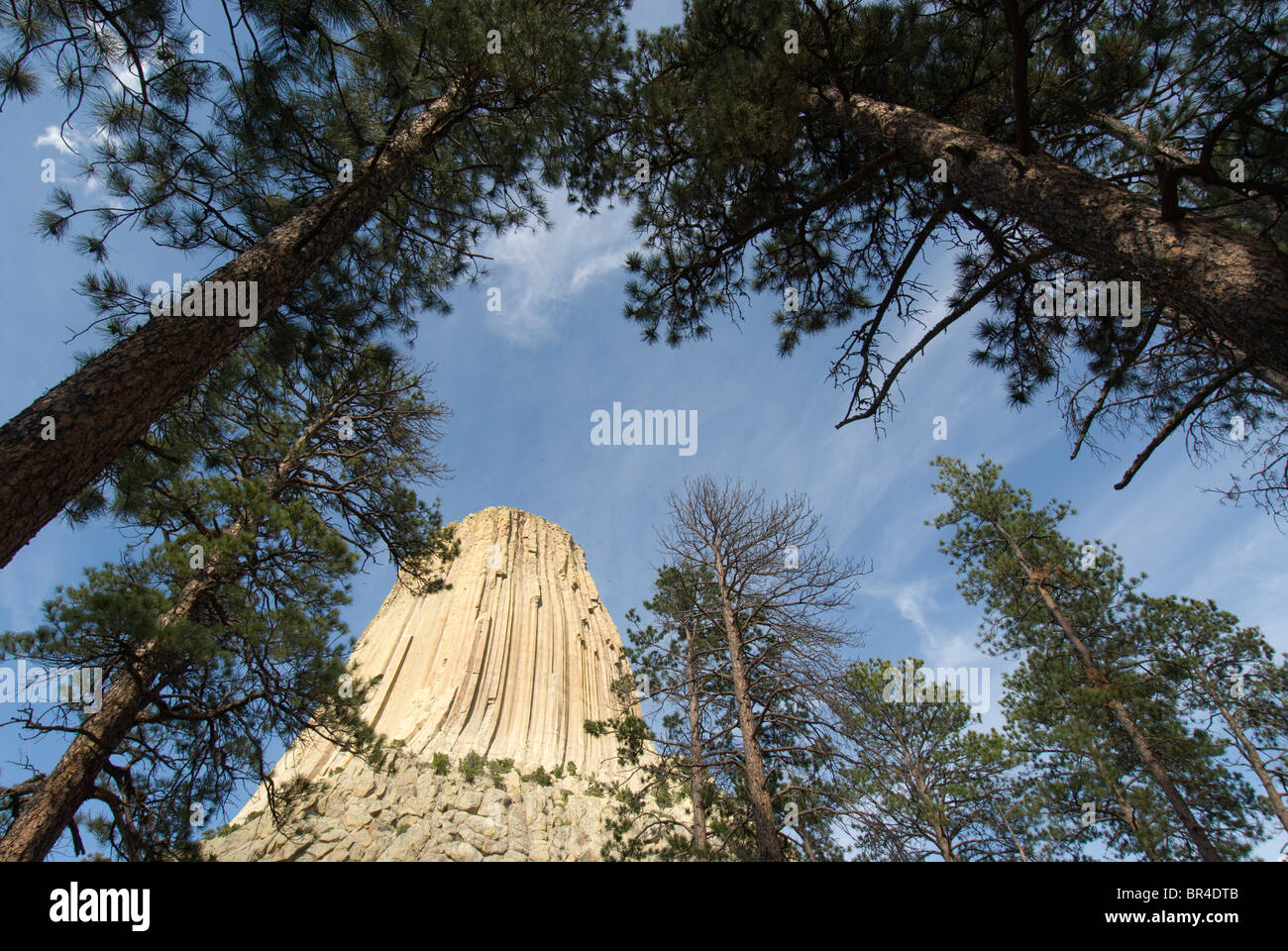 Pine trees frame the Southwest face of Devil's Tower from the trail ...