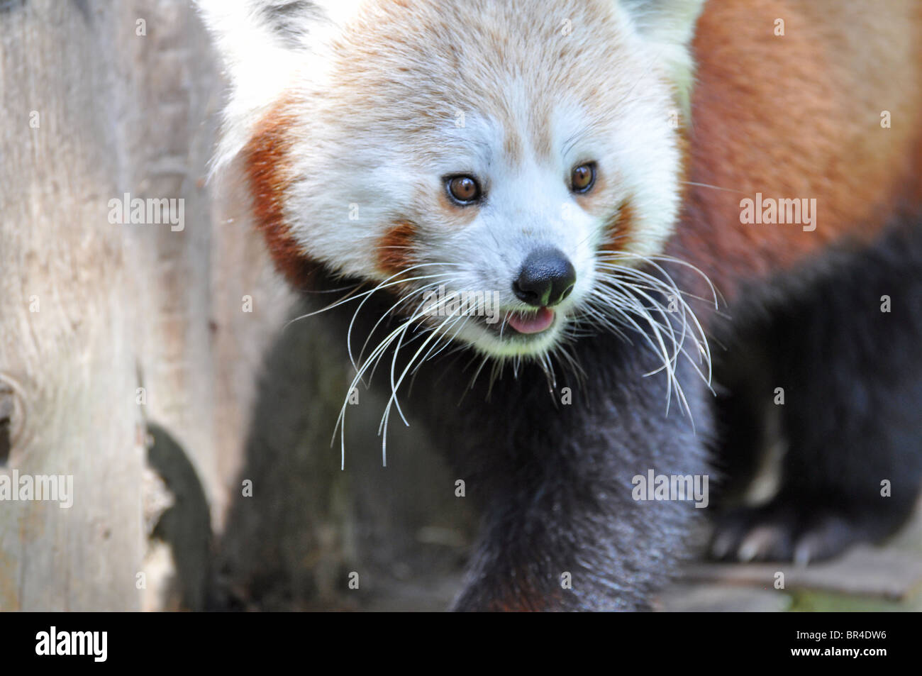 Himalayan panda hi-res stock photography and images - Alamy
