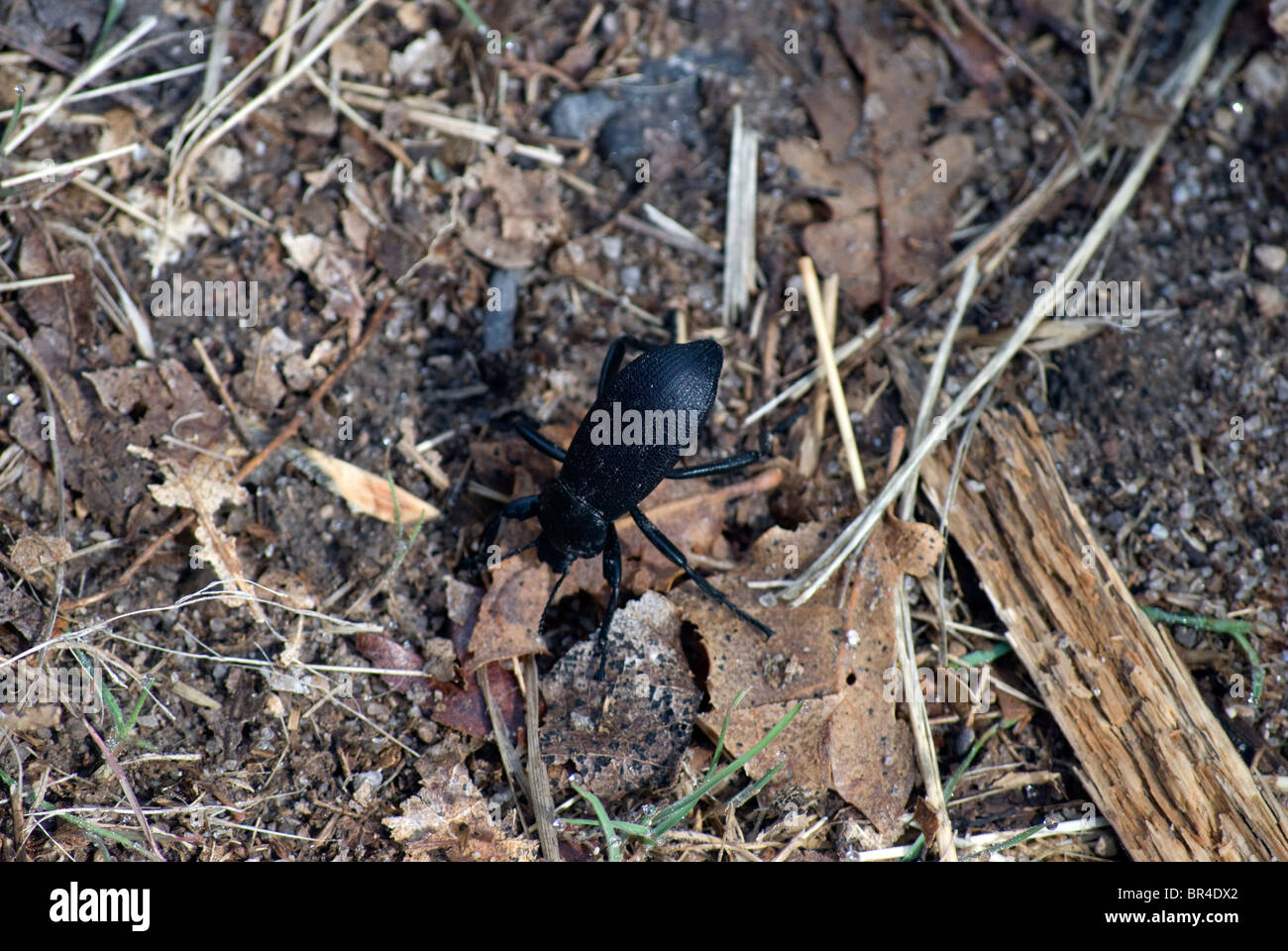 A Stink Beetle, otherwise known as a Pincate Beetle, (Eleodes obscurus ...