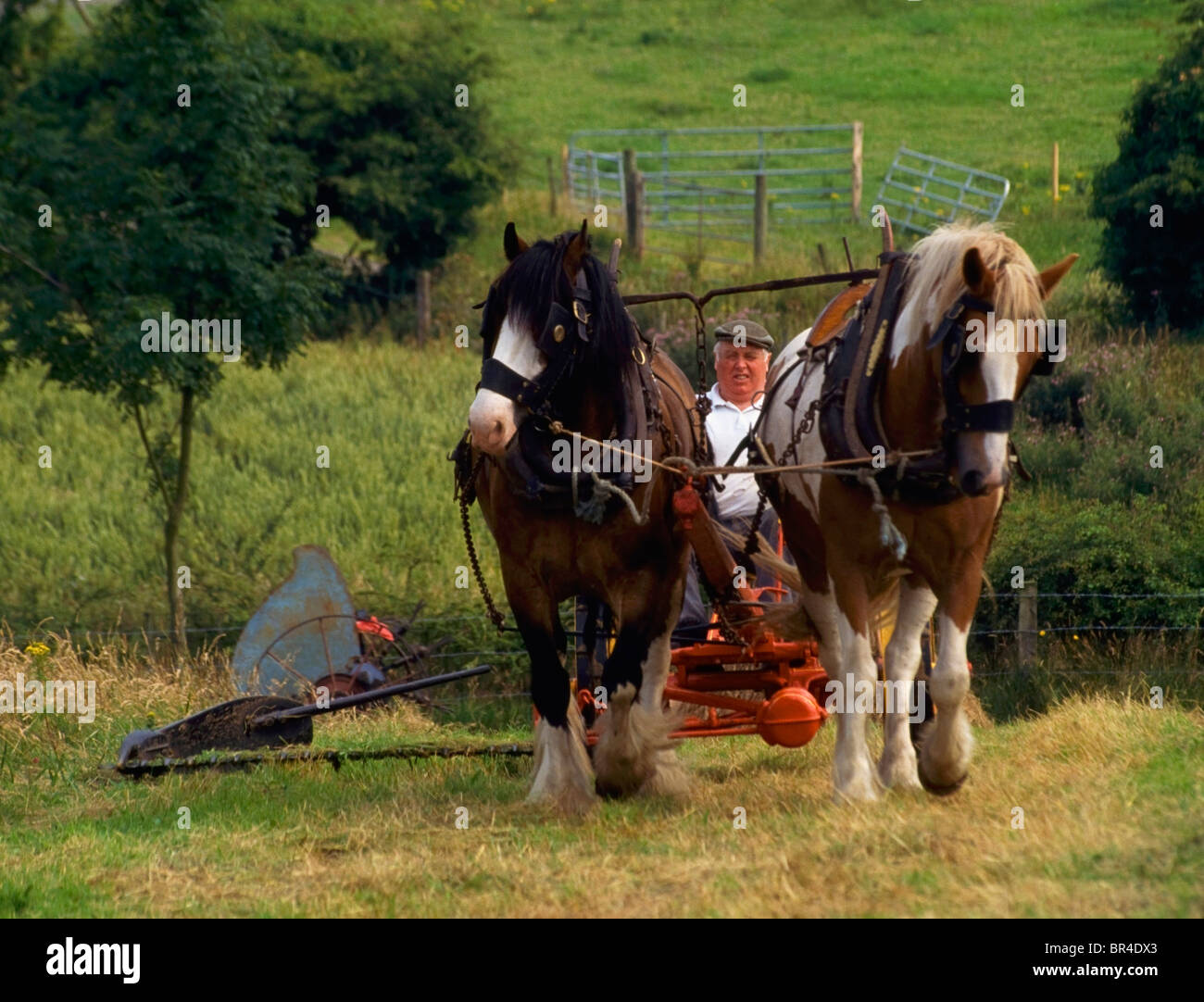 Co Down, Northern Ireland, Traditional Farming, Haymaking Stock Photo ...