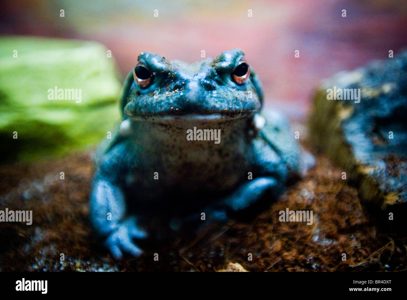 Exotic toad hi-res stock photography and images - Alamy