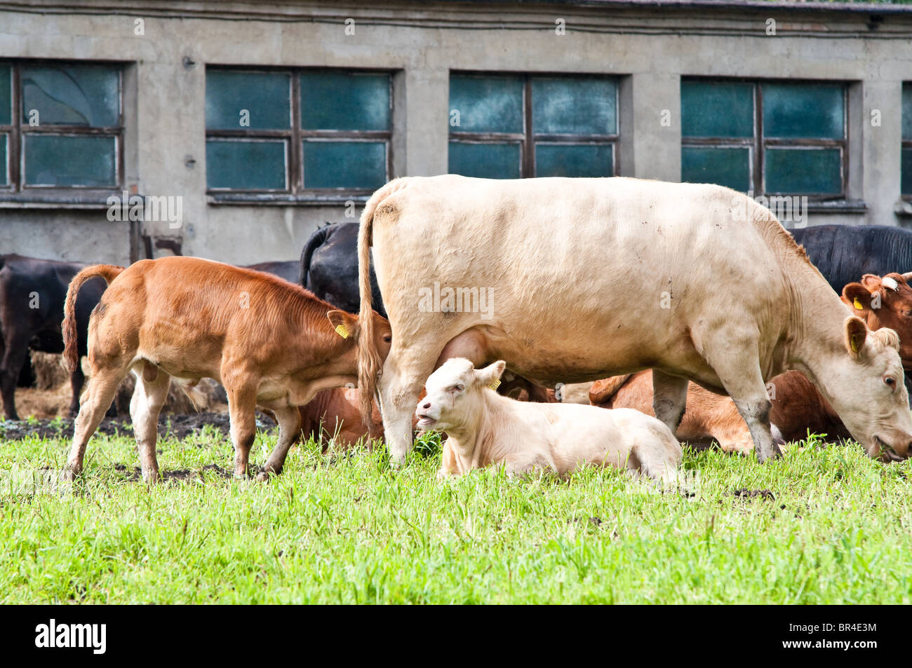 yearling and cows on dairy farm Stock Photo - Alamy