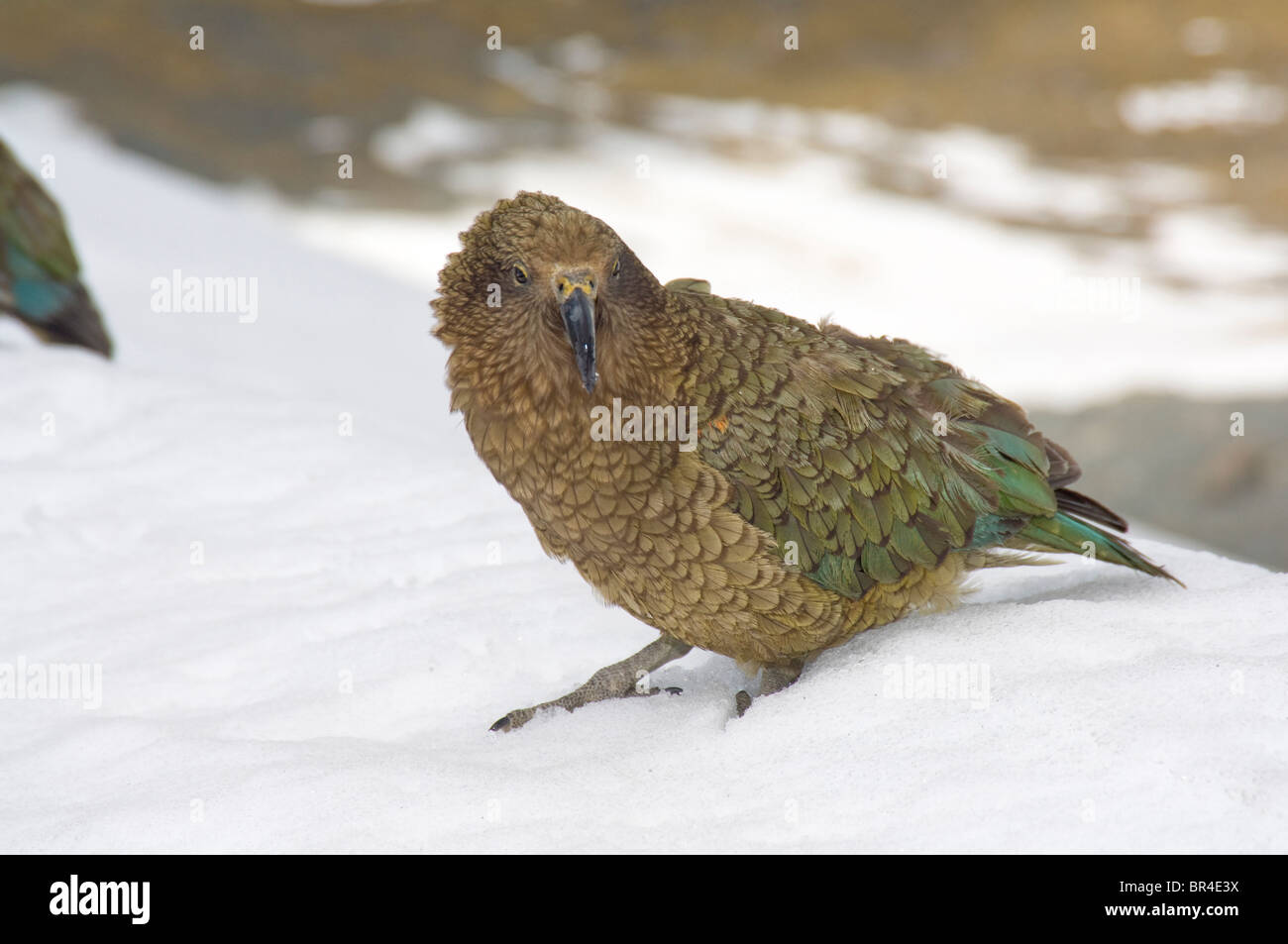 New Zealand, South Island, Arrowsmith Range. Kea (Nestor notabilis ...