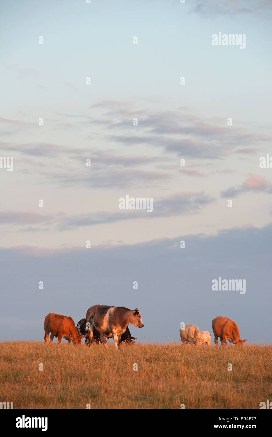 Dawn dusk farm hi-res stock photography and images - Alamy