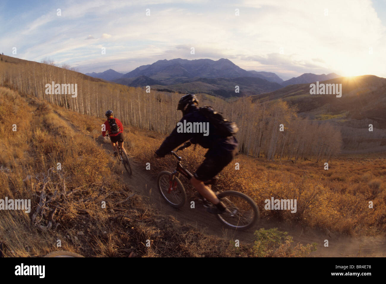 Two mountain bikers ride down singletrack at sunset in the wastach ...