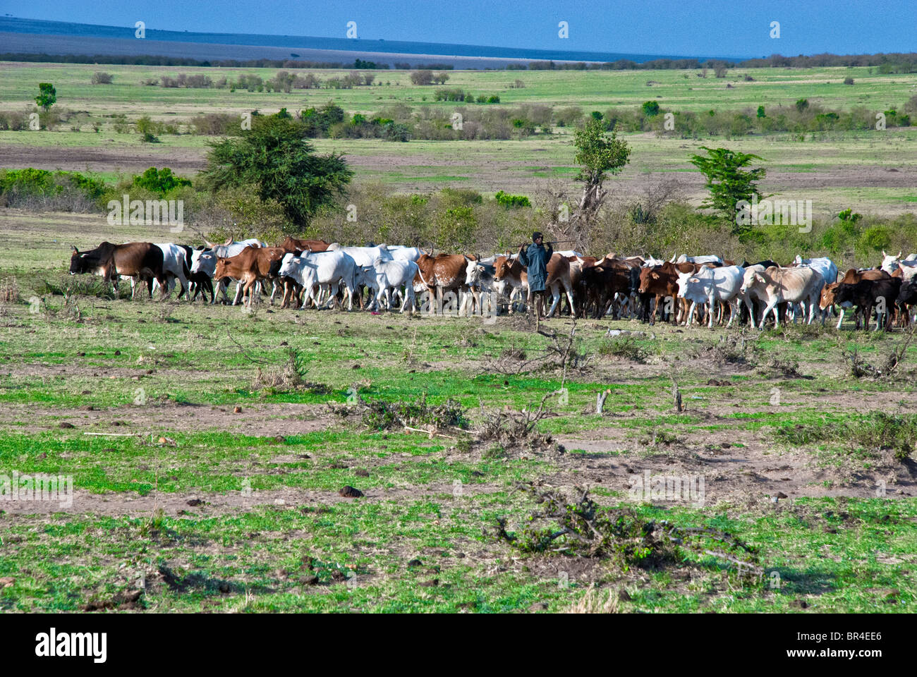 Masai man with cattle, Masai Mara National Reserve, Kenya, Africa Stock ...