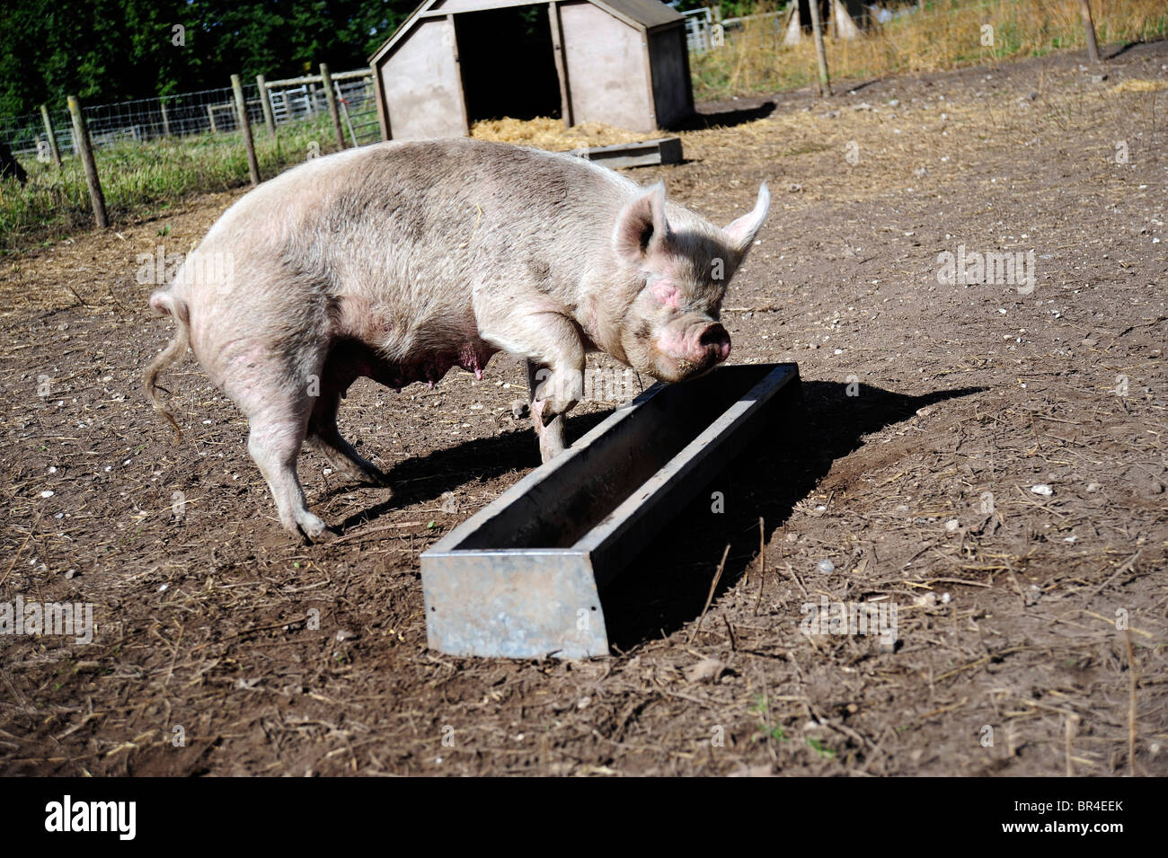 The Middle White is a rare but distinctive breed. This "beautifully ...