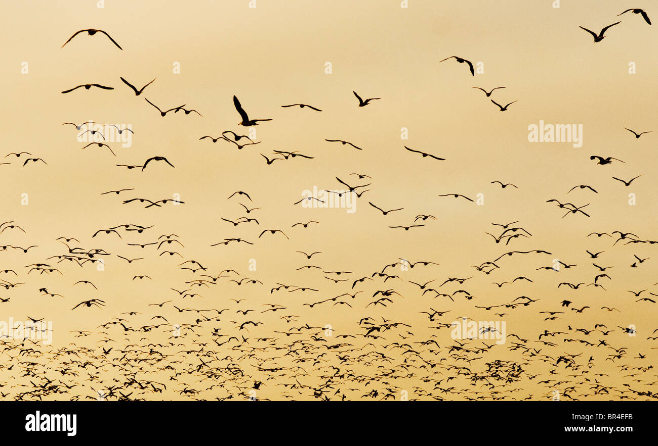 A large flock of flying sea birds on the beach in Guadalupe, California ...