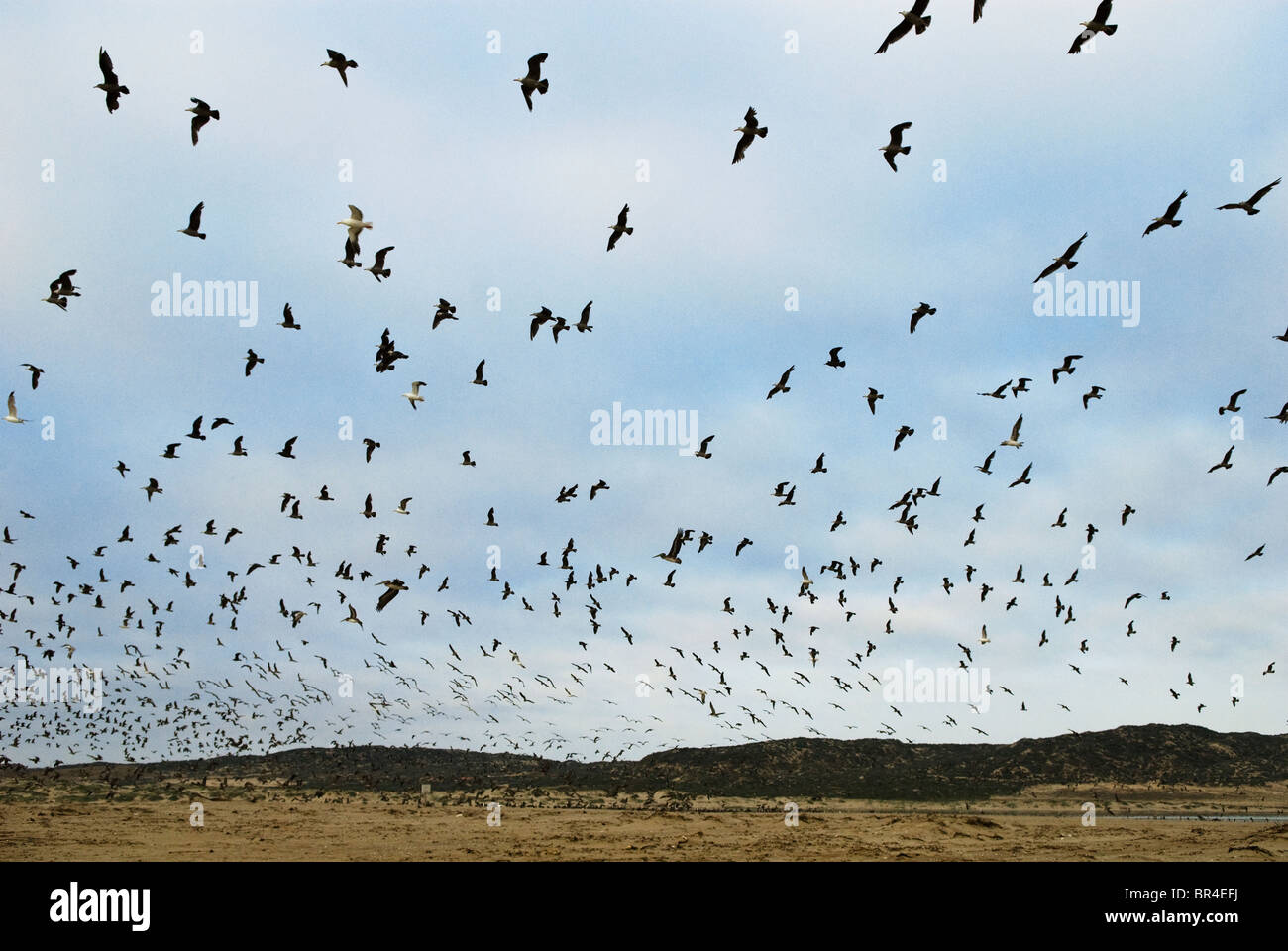 A large flock of flying sea birds on the beach in Guadalupe, California ...