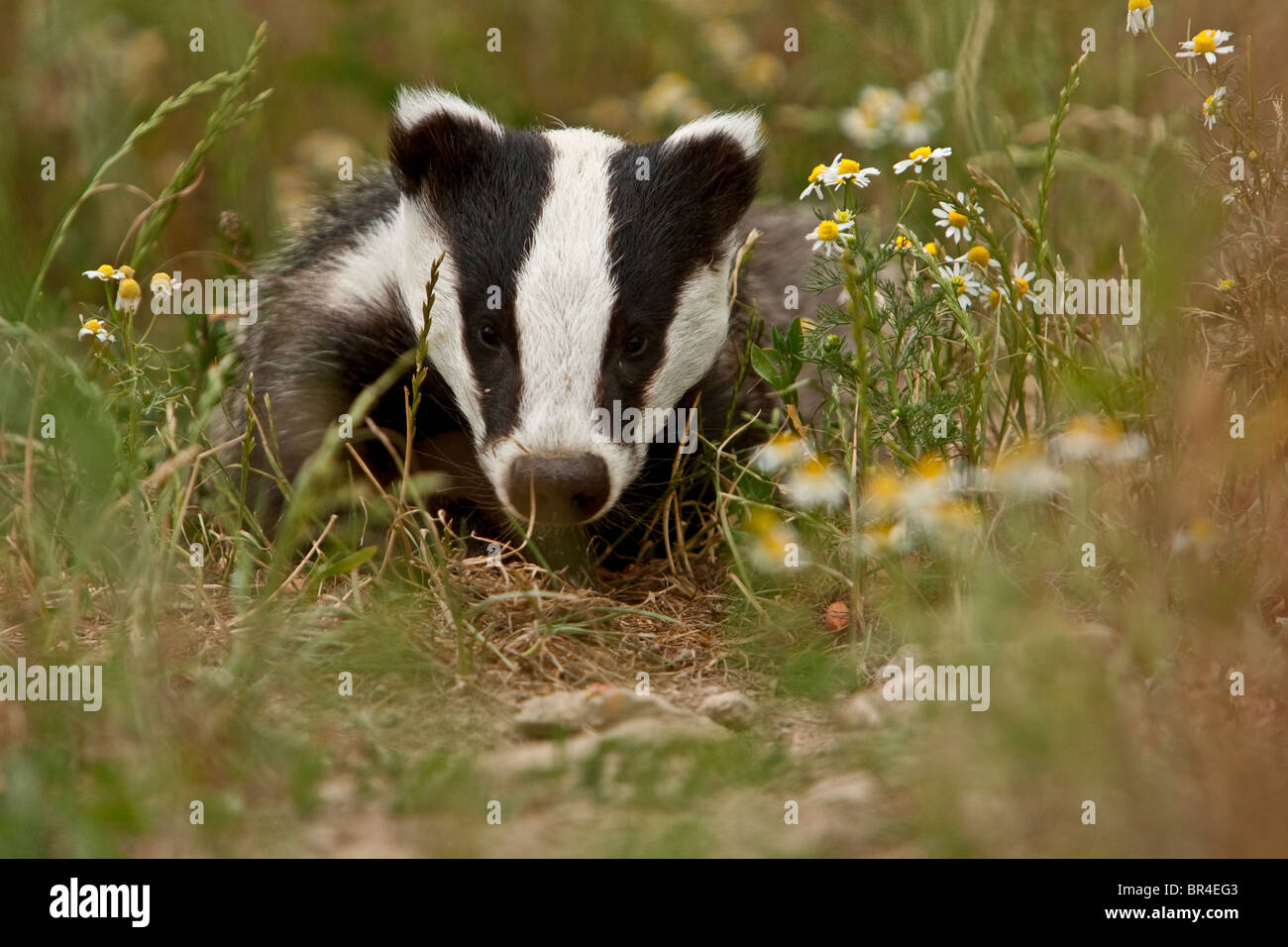 A portrait of a Juvenile badger taken at the British Wildlife Centre in ...