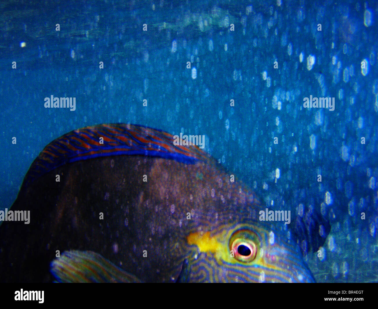 A Parrotfish (Scaridae) swims in the ocean at Hanauma Bay, Hawaii Stock ...