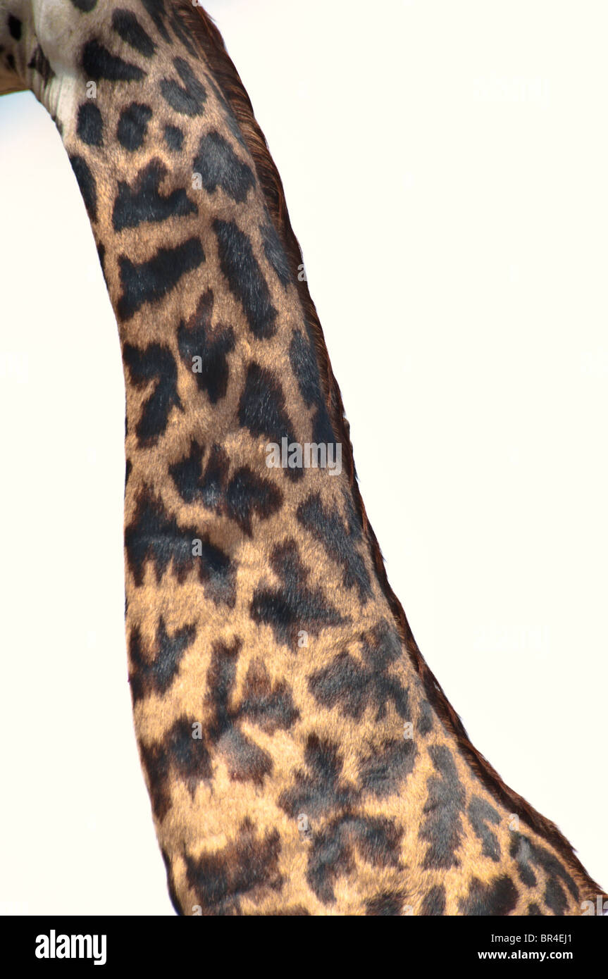 Giraffe neck pattern hi-res stock photography and images - Alamy