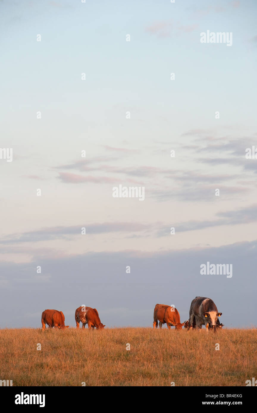 Cows grazing in a field at dusk in the English countryside Stock Photo ...