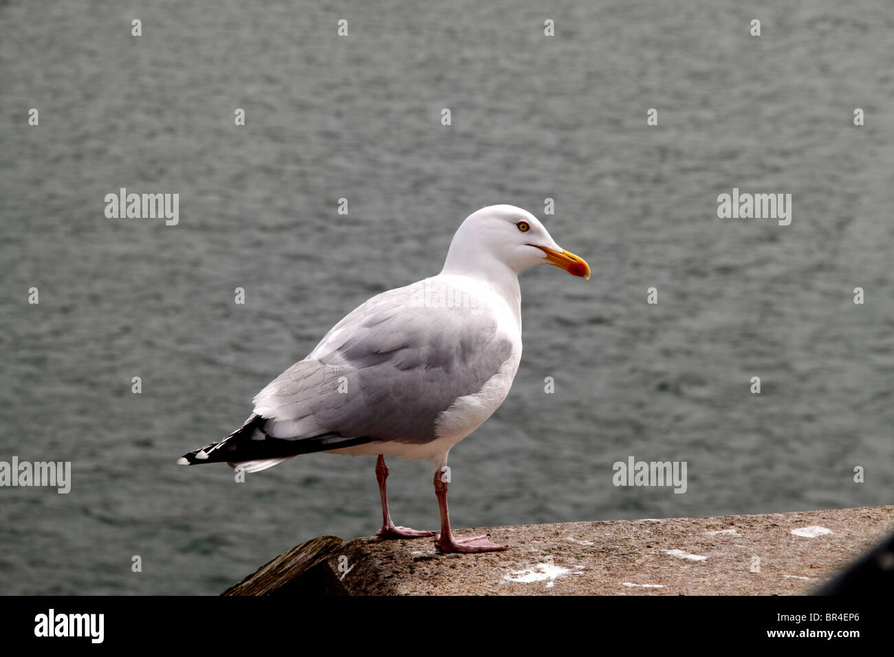 Seagull on Pier Stock Photo - Alamy