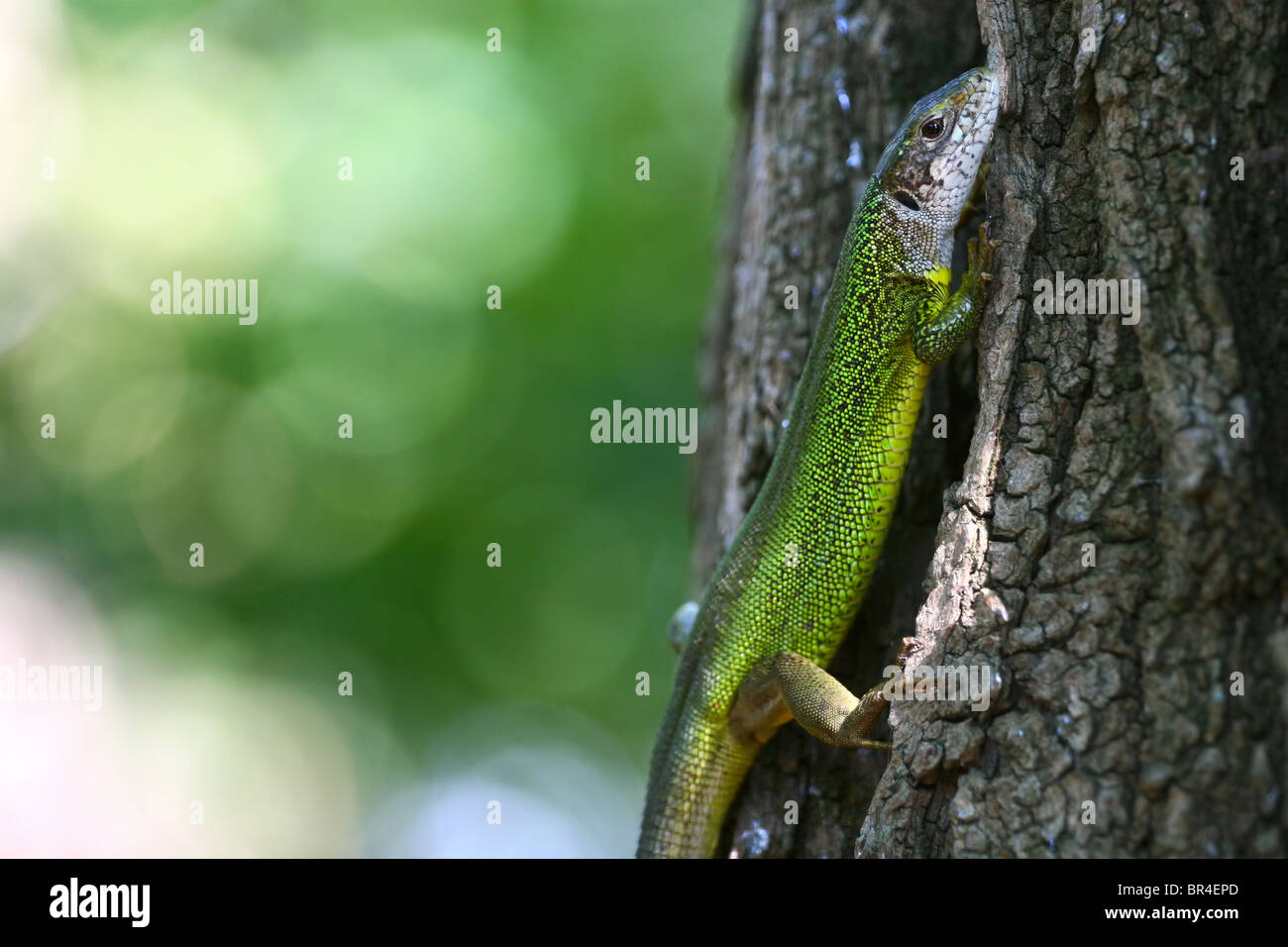 Tree bark texture little hi-res stock photography and images - Alamy