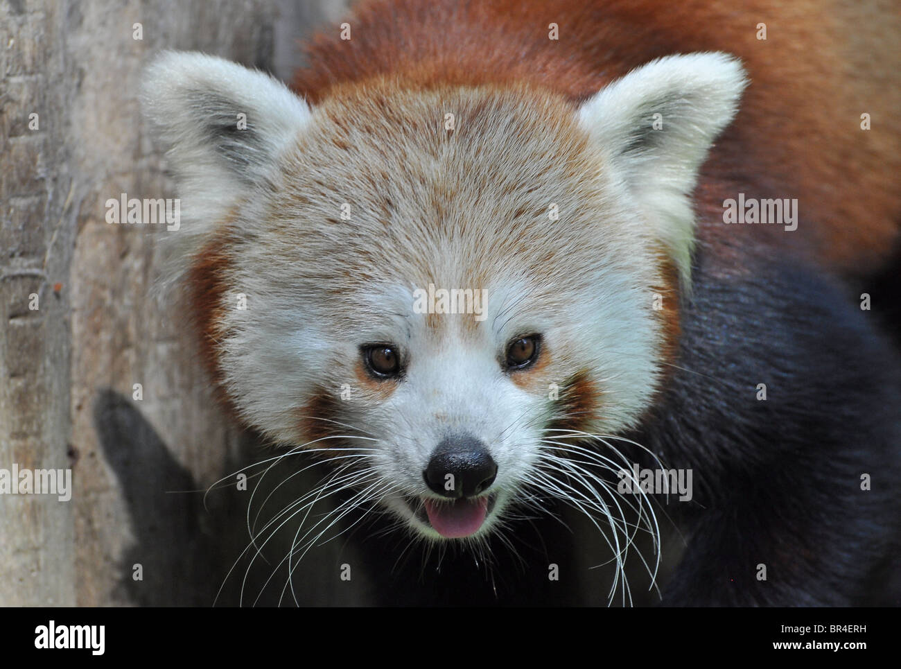 Himalayan panda hi-res stock photography and images - Alamy