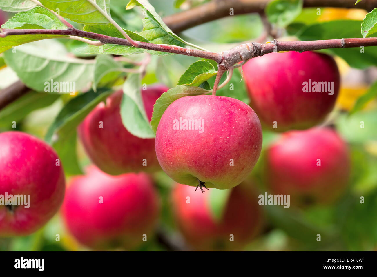 Red apples on apple tree branch Stock Photo - Alamy