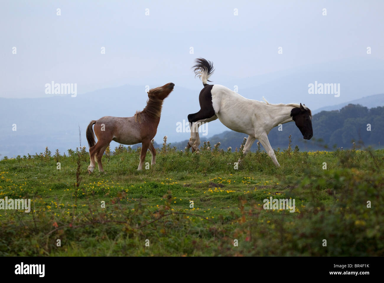 Prancing Horses Stock Photos & Prancing Horses Stock Images - Alamy