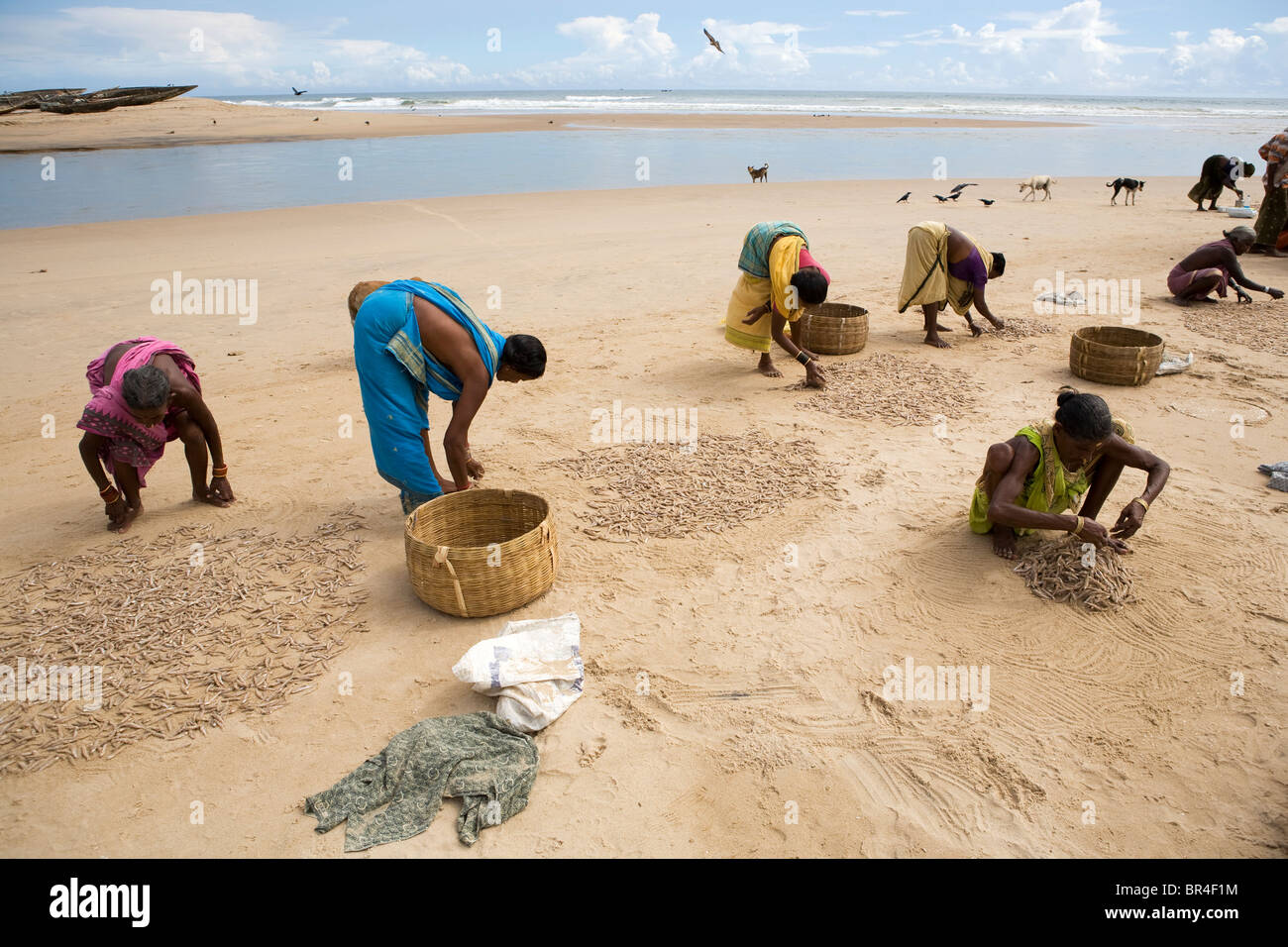 Indian women let the just catch fish dry on the sand at the sunshine ...