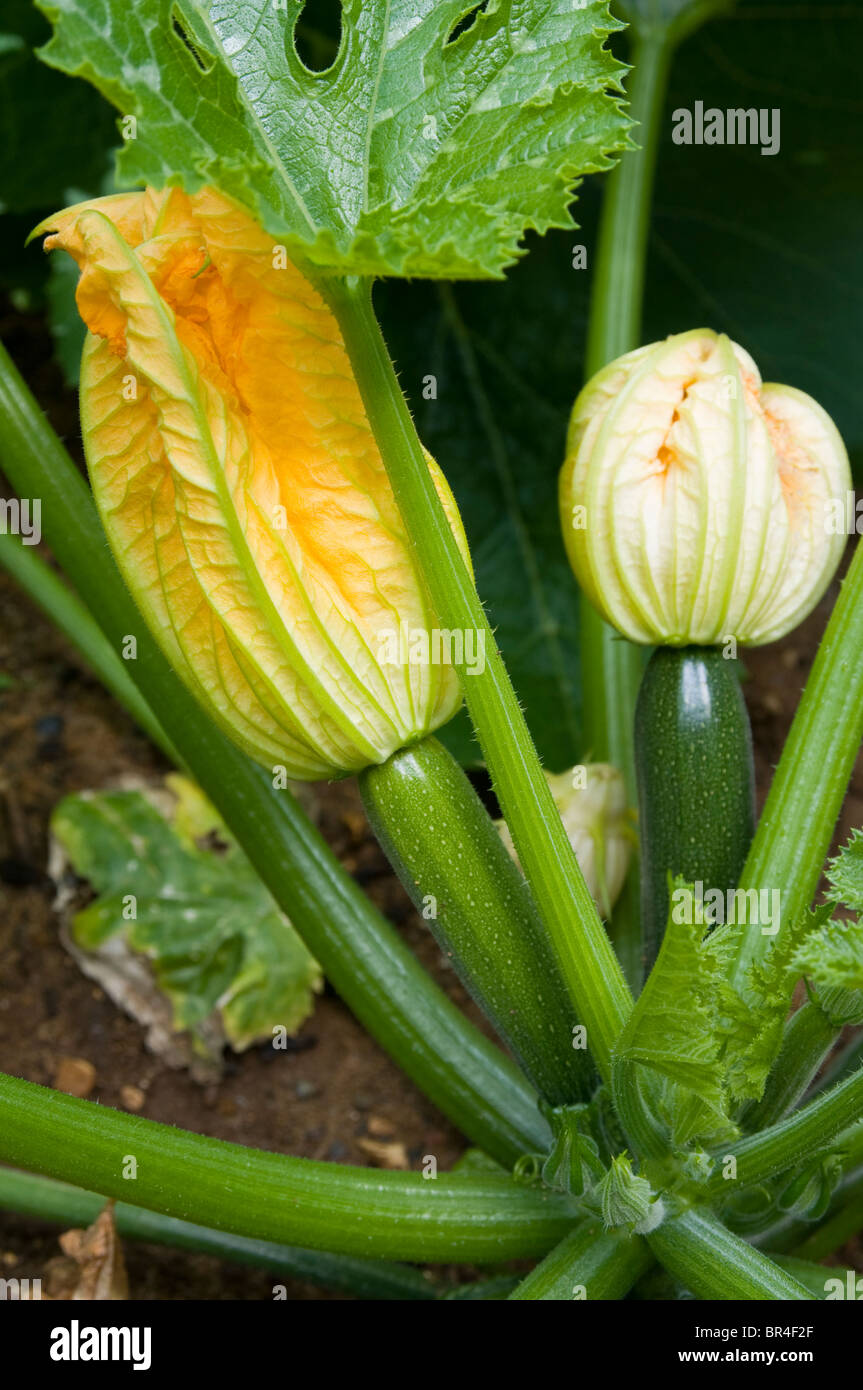 Courgette plant hi-res stock photography and images - Alamy