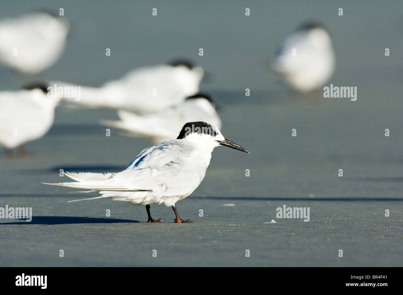 New Zealand, South Island, Westport, Tauranga Bay. White-fronted tern ...