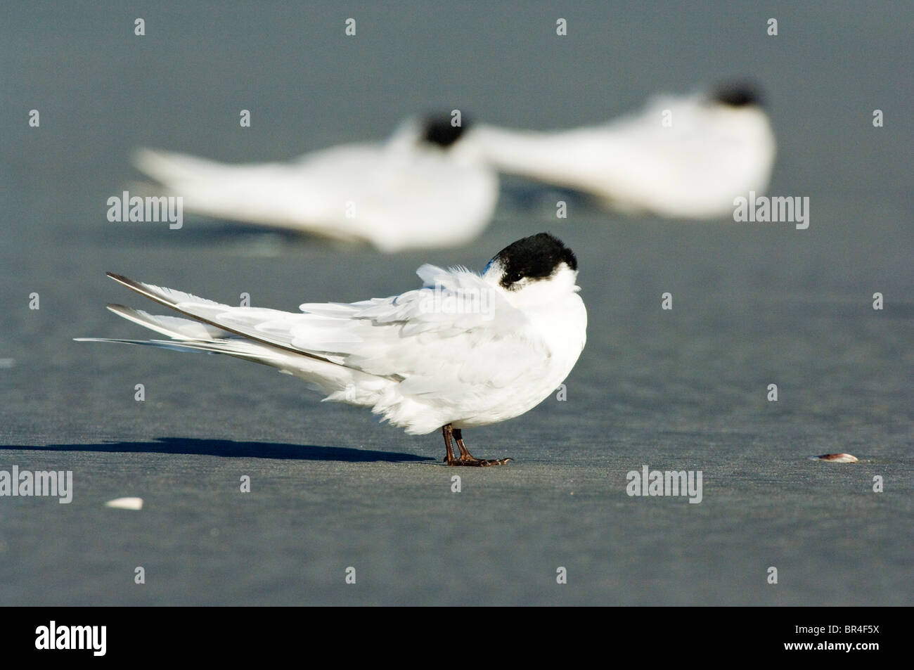 New Zealand, South Island, Westport, Tauranga Bay. White-fronted tern ...