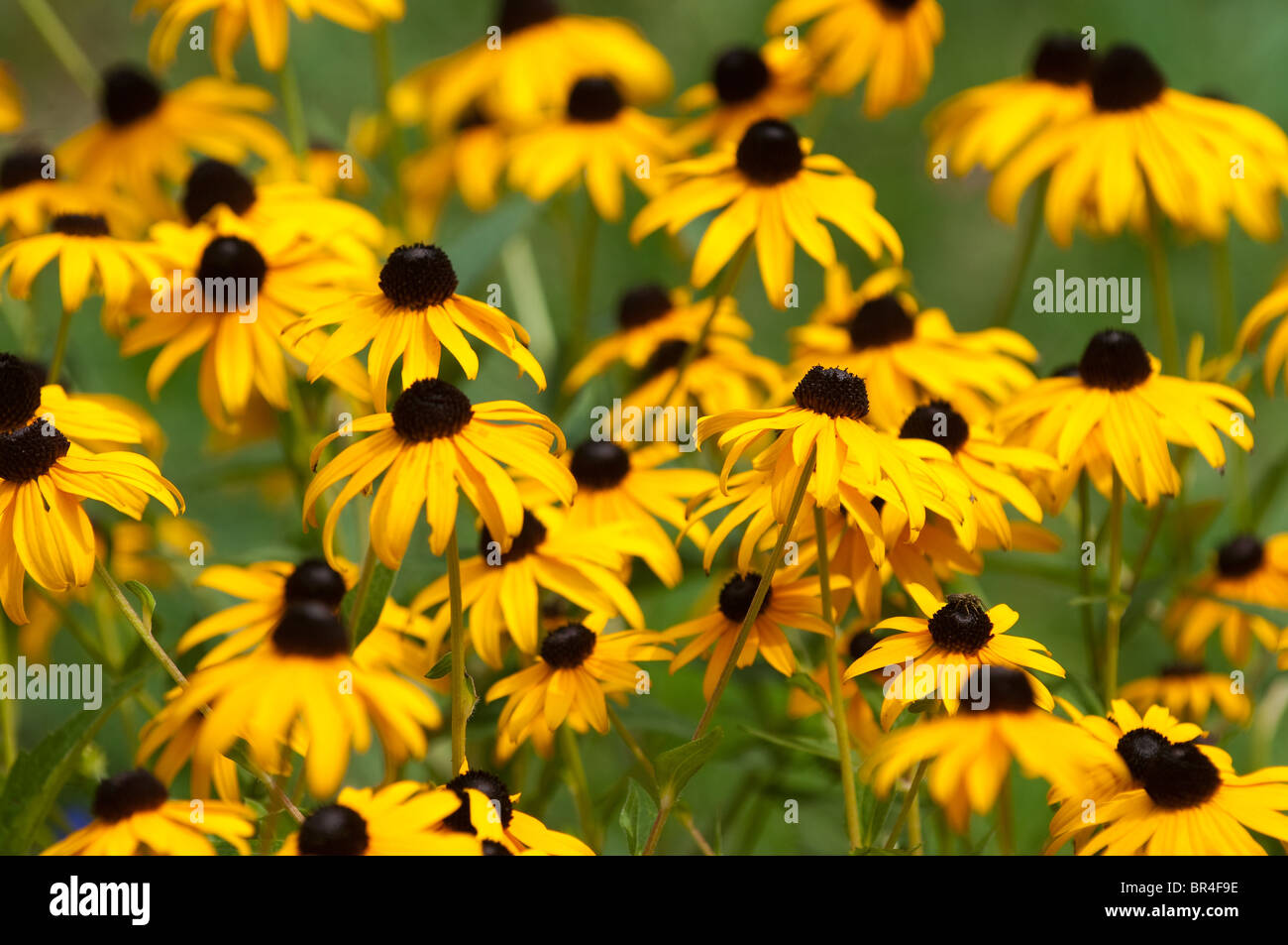 Green eyed susans rudbeckia hirta hi-res stock photography and images ...