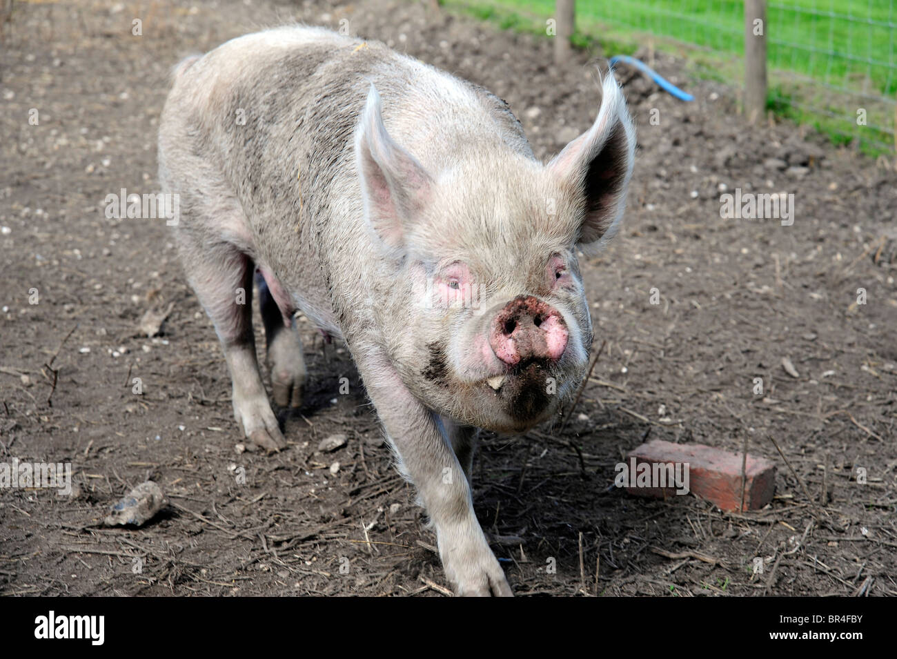 The Middle White is a rare but distinctive breed Stock Photo - Alamy