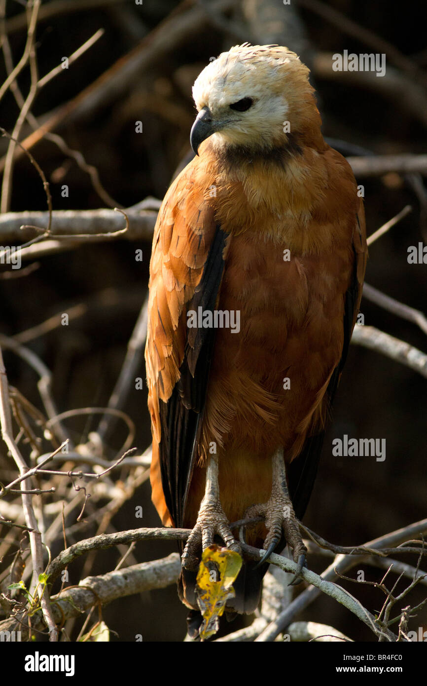 Full frame Black collared hawk perched against a dark background in the ...