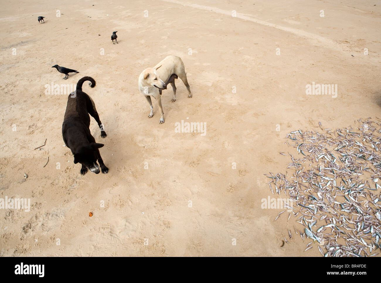 Two dogs and some birds try are watching the fresh fish which is drying ...