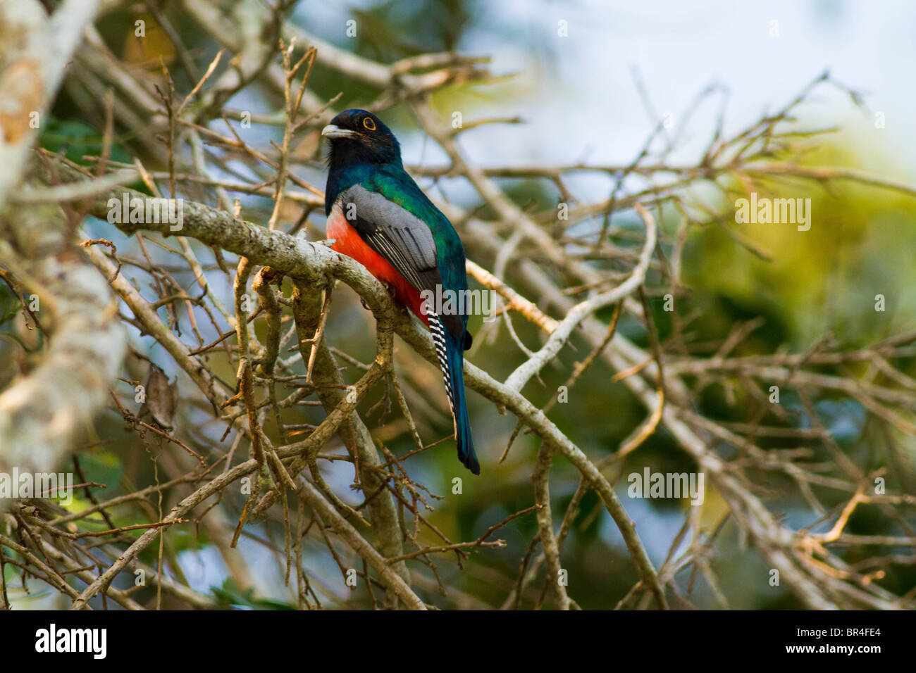 Blue-crowned trogan bird perched on a branch in the Brazil Pantanal ...